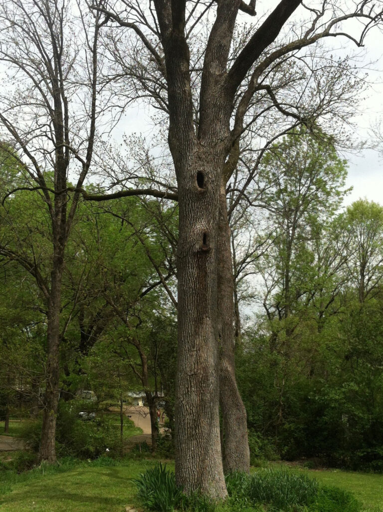 Why Keep a Dead Tree In Your Yard?