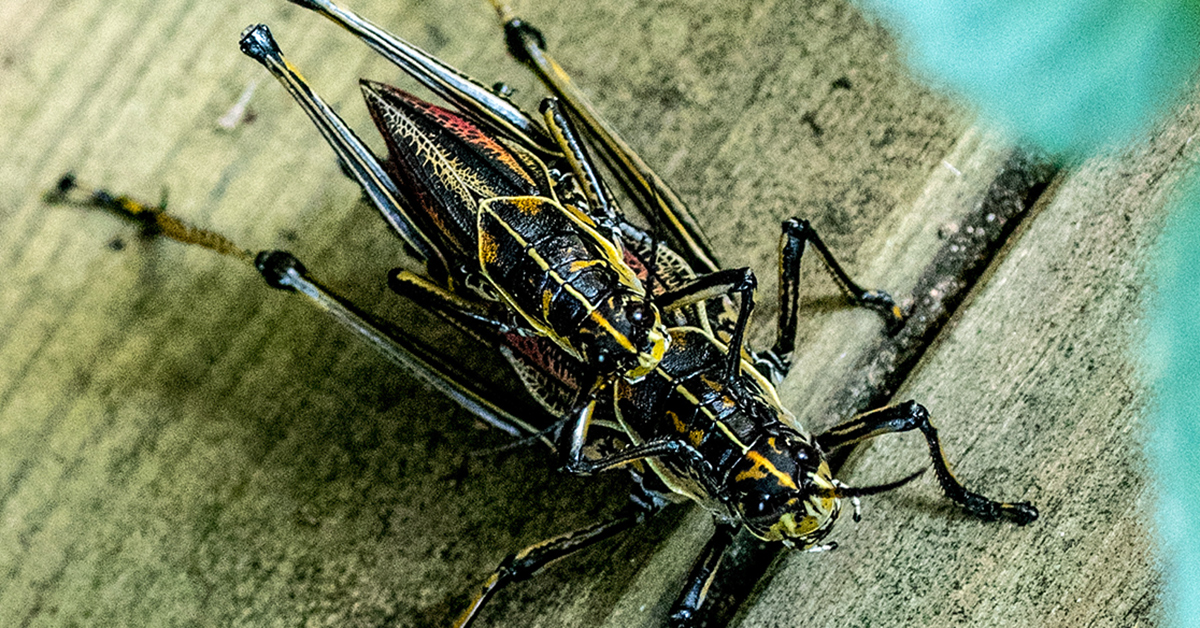 Garden Pest Eastern Lubber Grasshopper 