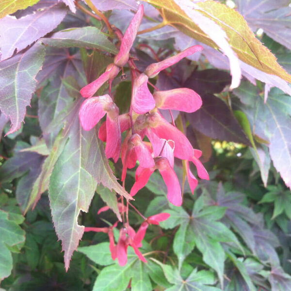 Landscaping with Texture and Color: University of Mississippi