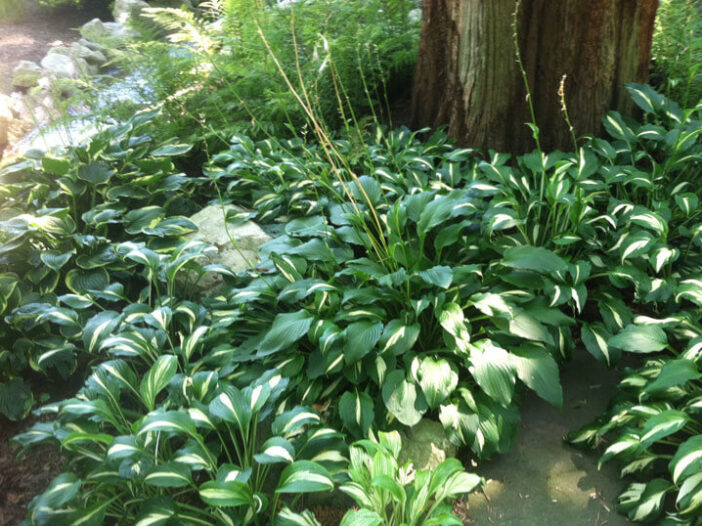 Landscape Solutions for the Base of Trees