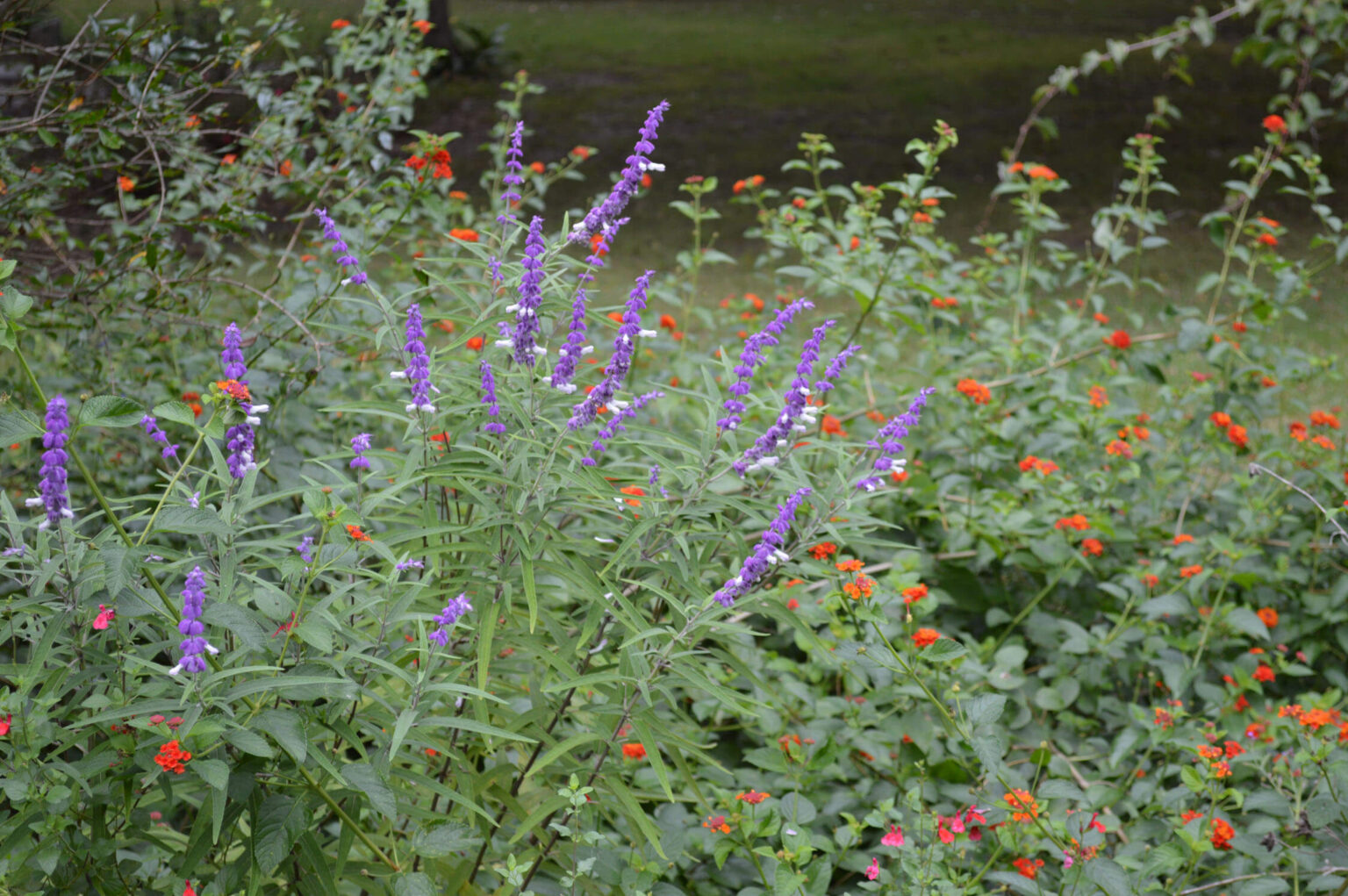 Mexican Salvia - Fall Blooming, Deer & Drought Resistant