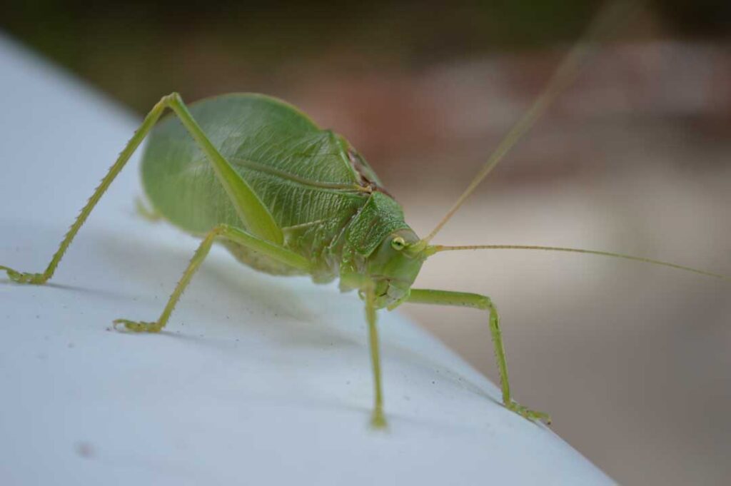 Backyard Wildlife: The Critters in My Garden