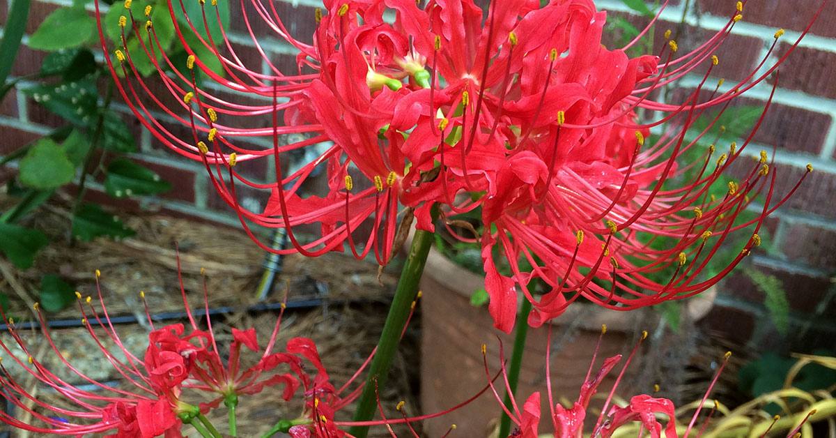Fall's Fiery Arrival: Discover the Striking Red Spider Lilies