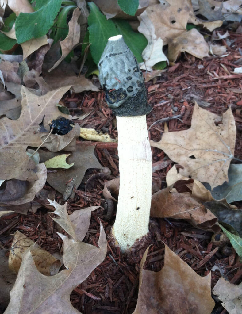 What Is That Smell Stinkhorn Mushrooms In The Garden