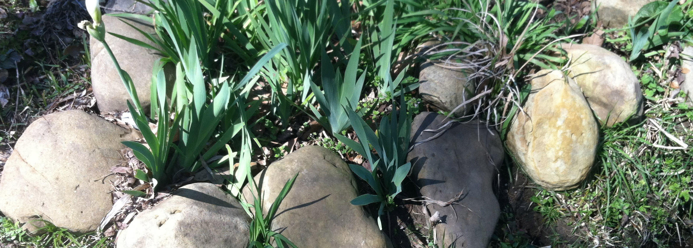 Stream Bank Erosion Control Using Rocks and Flowering Plants