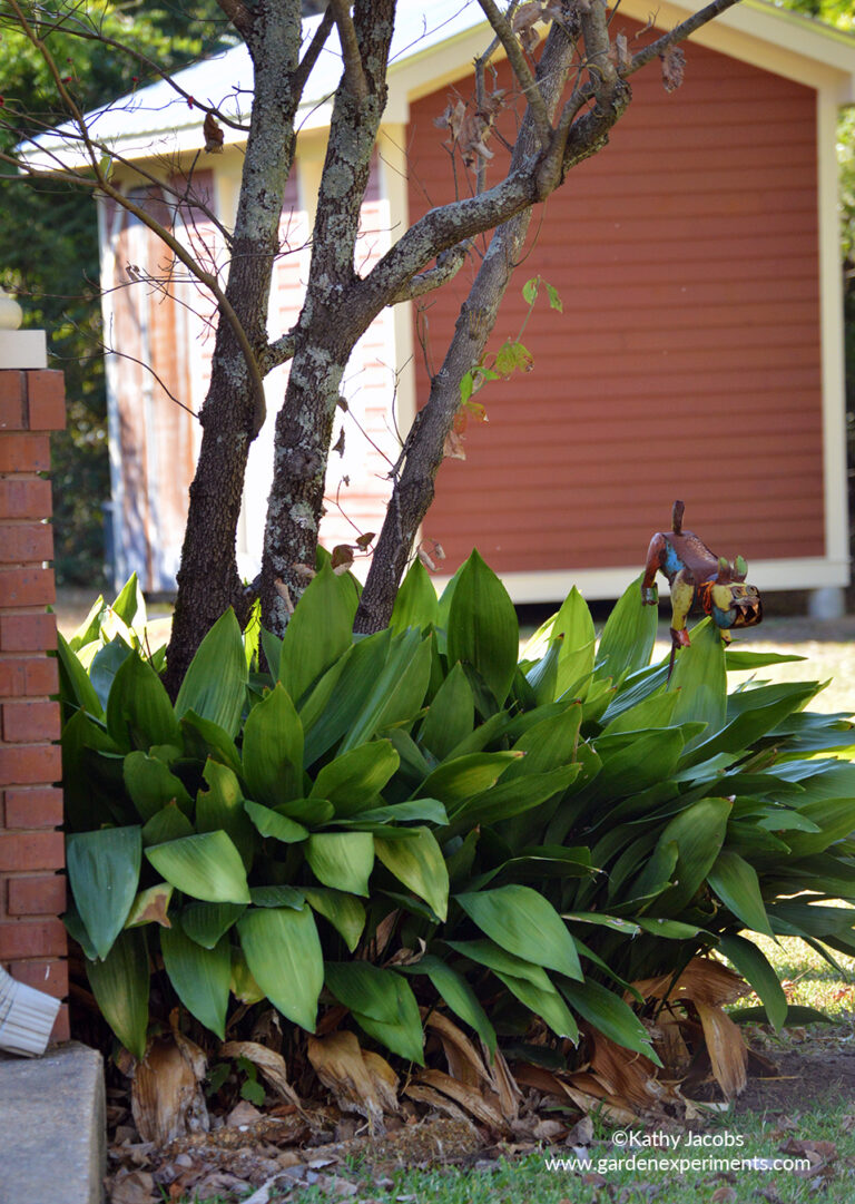 Landscape Solutions for the Base of Trees