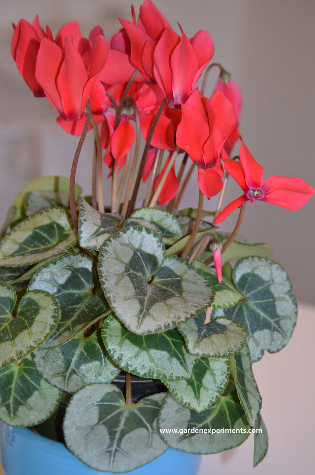 The 5 Best Valentine's Day Flowering Plants For Your Gardener