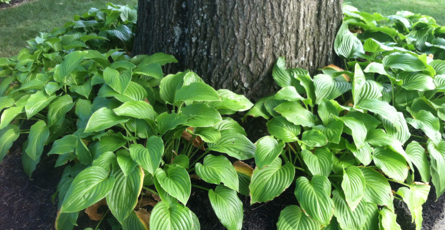 Landscape Solutions for the Base of Trees