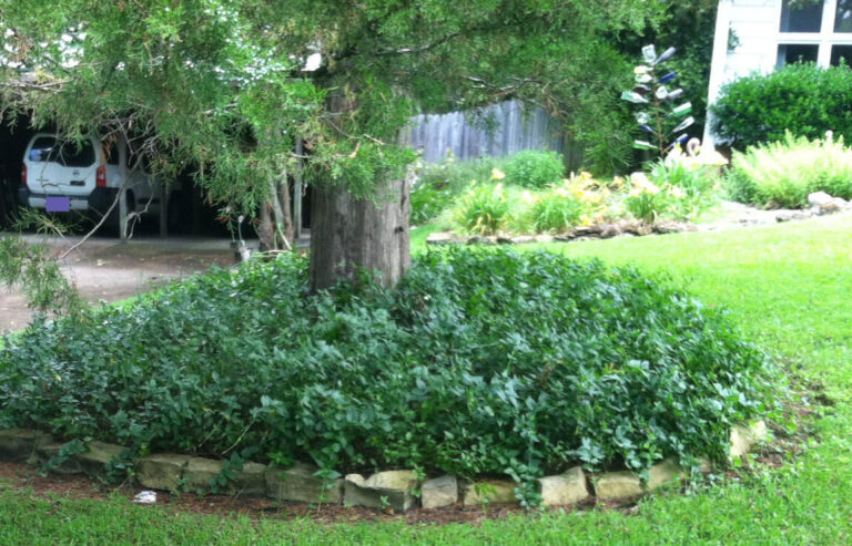 Landscape Solutions for the Base of Trees