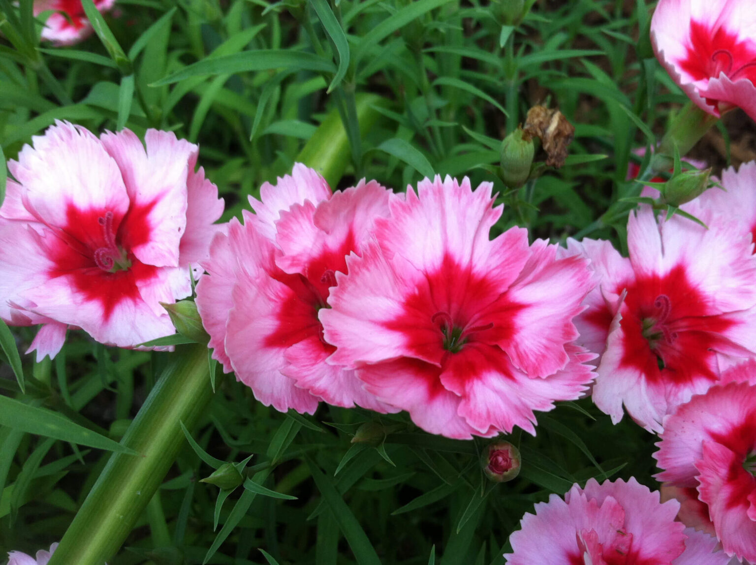 Pink Flowers for Your Garden