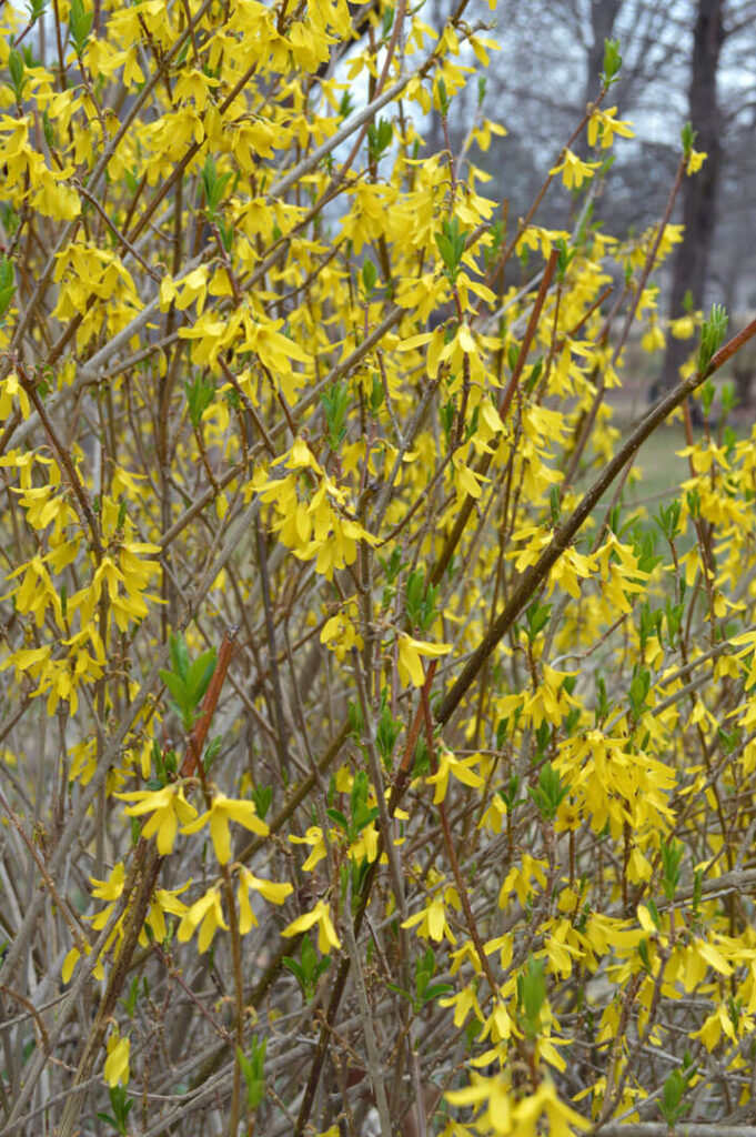 Forsythia: A Shrub for Early Spring Color