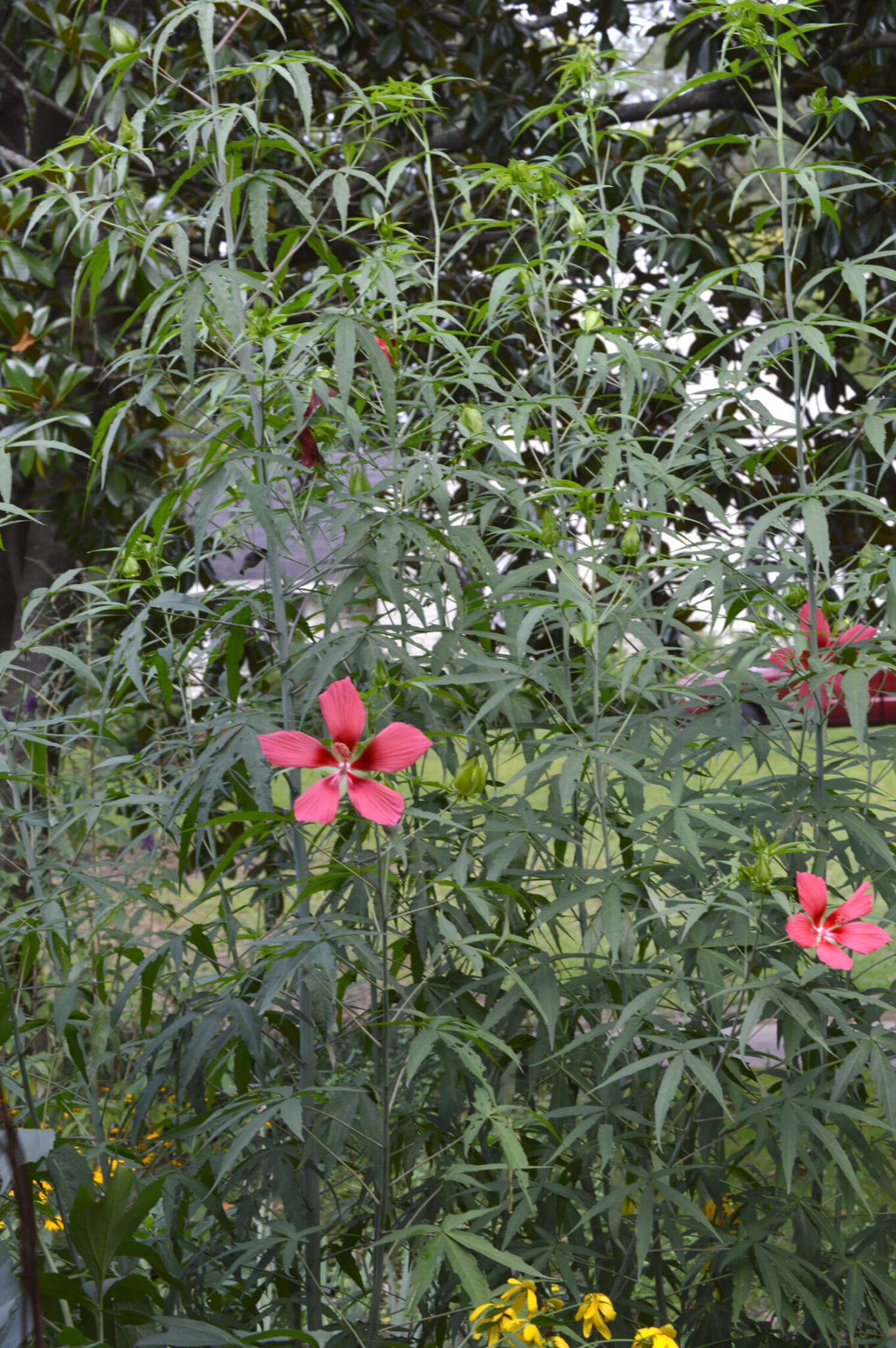 Scarlet Rose Mallow (Hibiscus coccineus): Hardy Native for Wet Soils