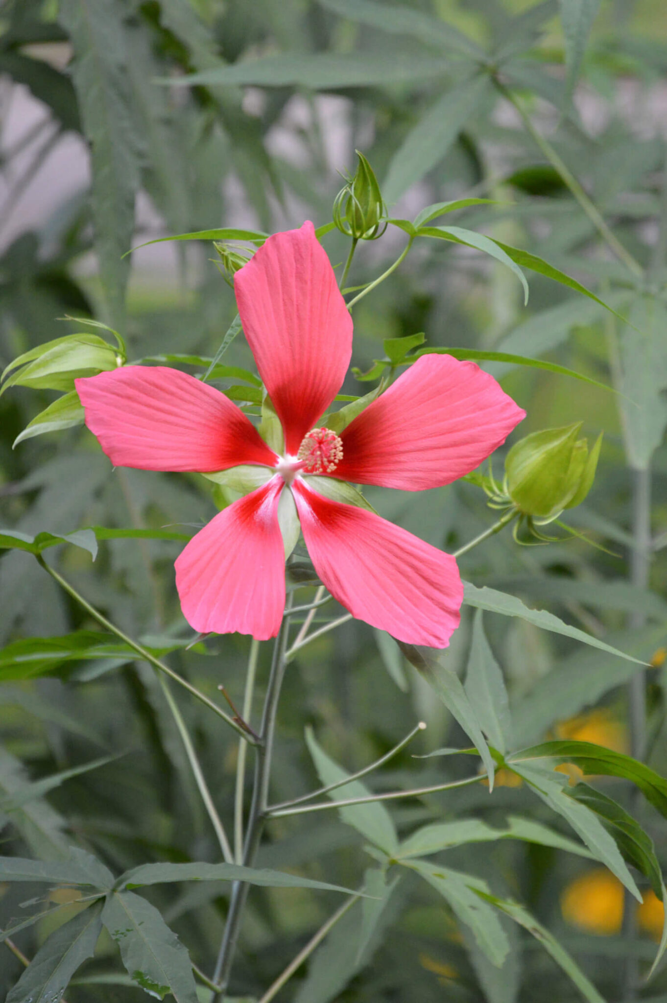 Scarlet Rose Mallow (Hibiscus coccineus): Hardy Native for Wet Soils