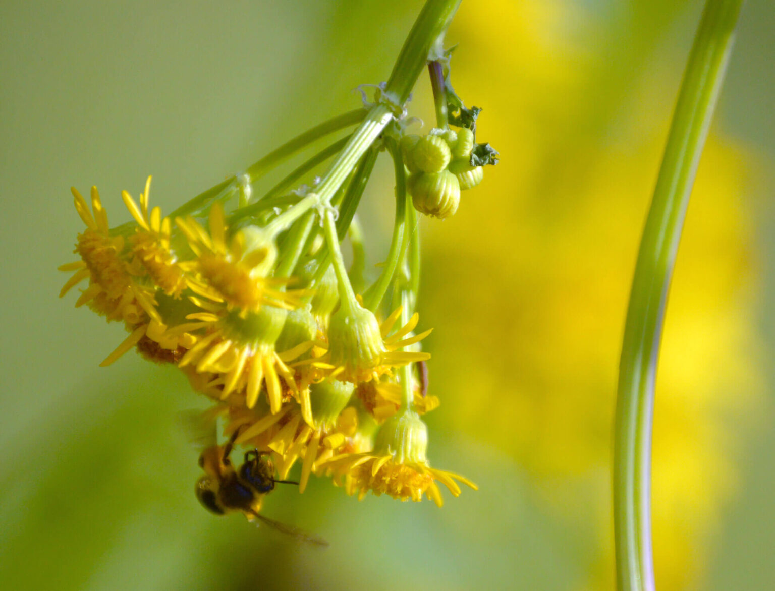 Butterweed - Early Spring Wildflower