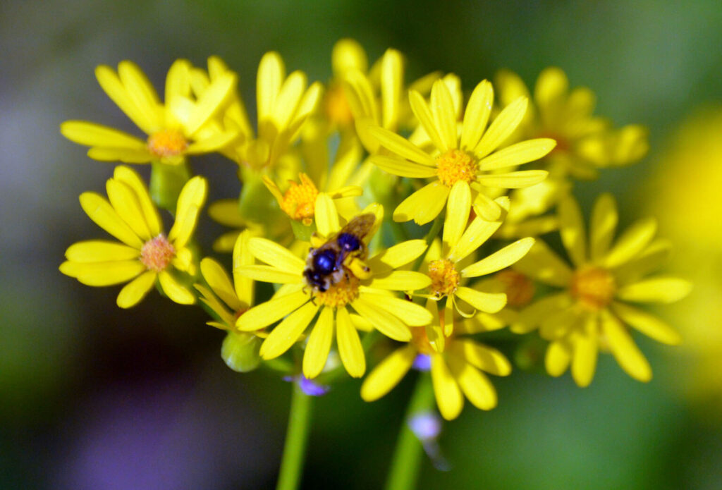Butterweed - Early Spring Wildflower