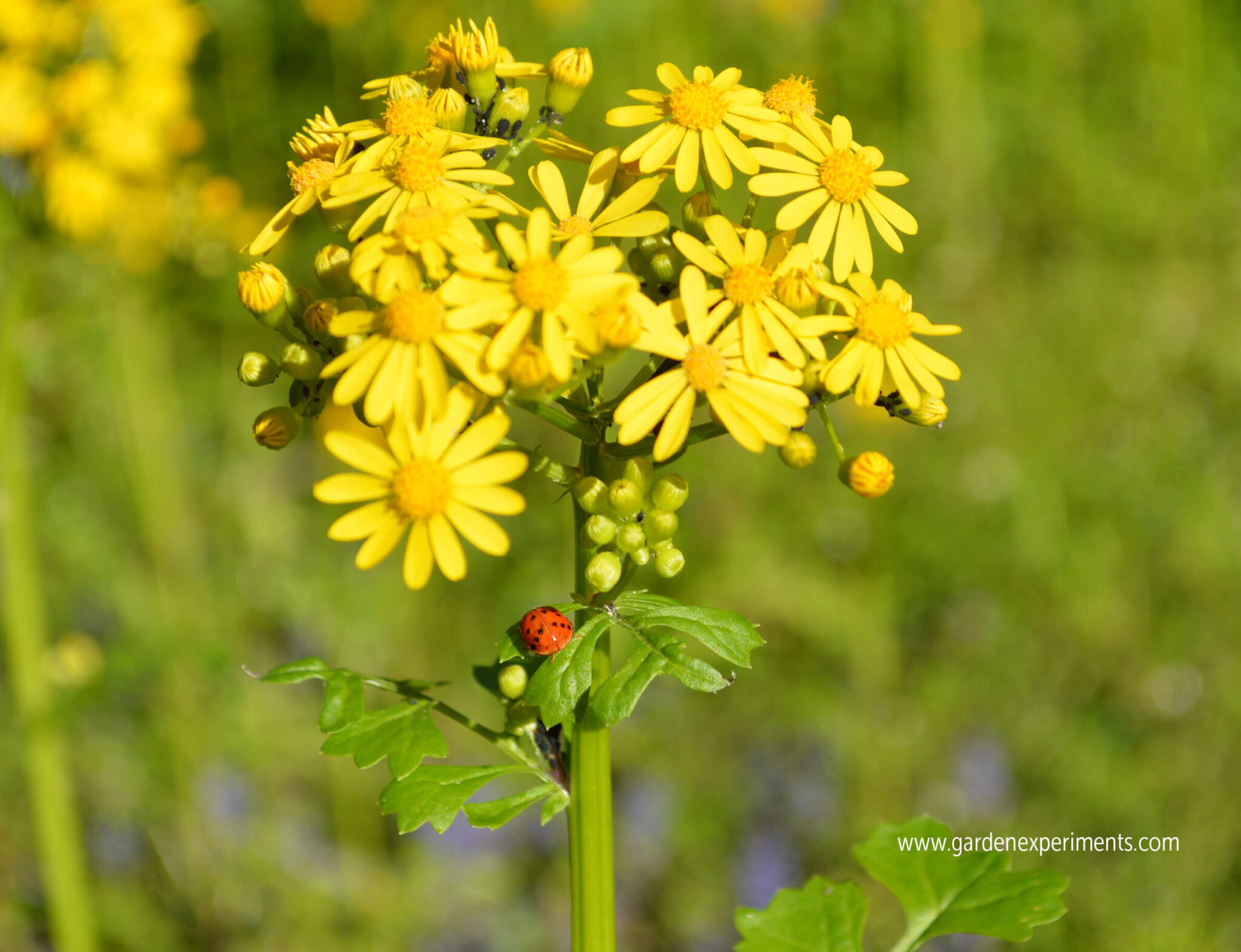 Butterweed - Early Spring Wildflower
