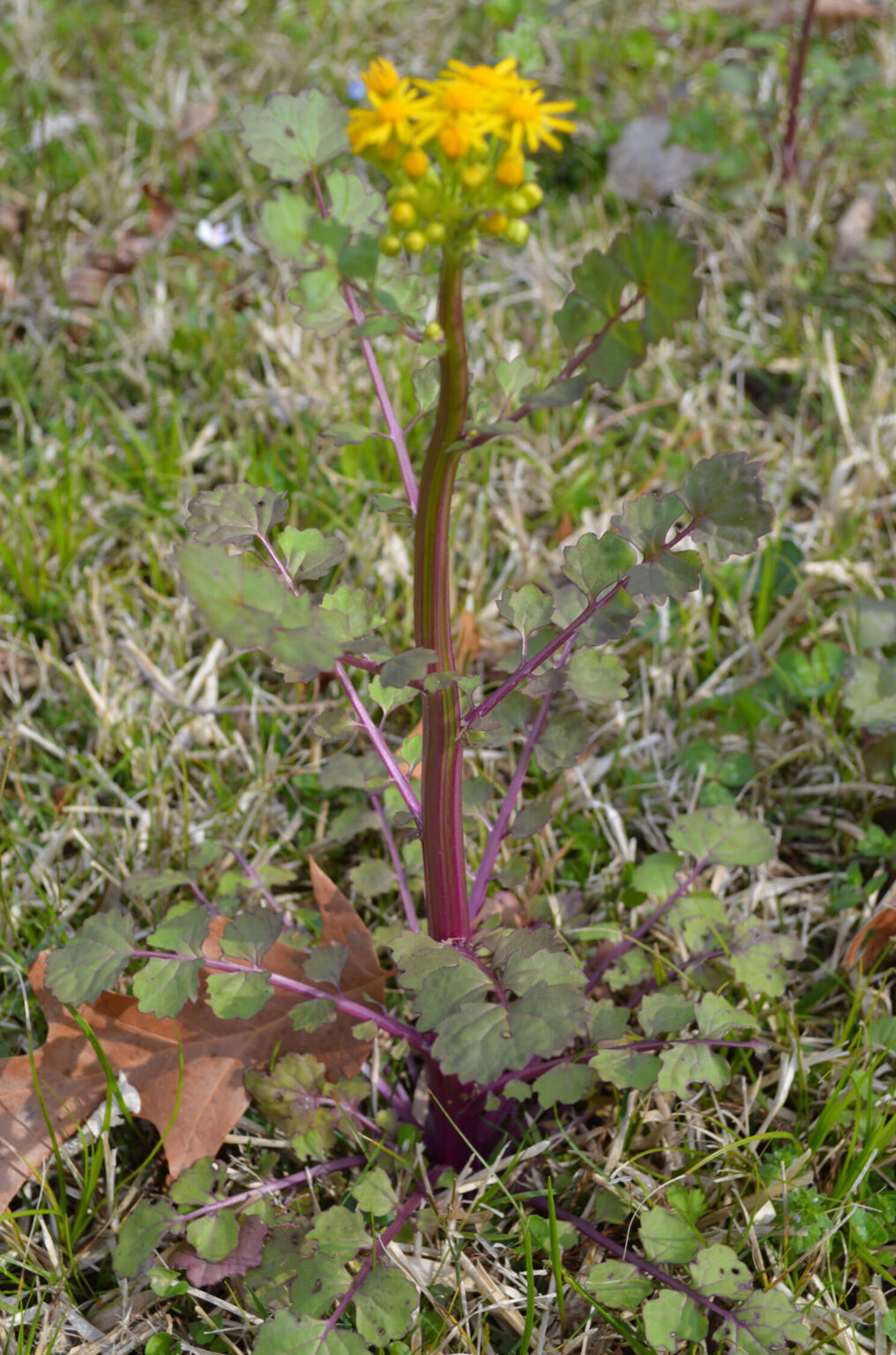 Butterweed - Early Spring Wildflower