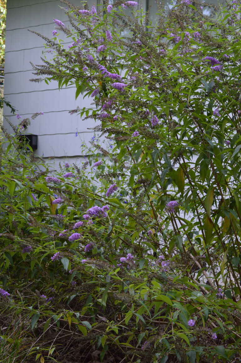 Butterfly Bush - Buddleia spp. (Buddleja)