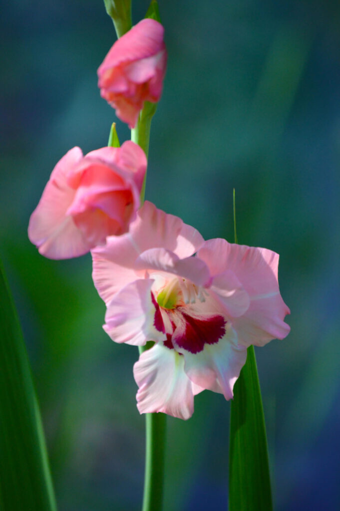 Pink Flowers for Your Garden