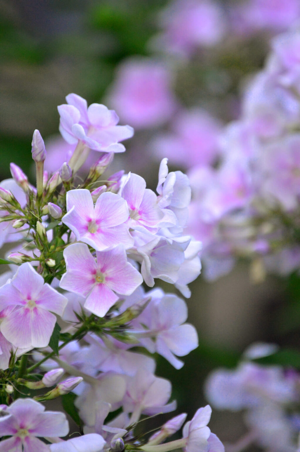 Pink Flowers for Your Garden