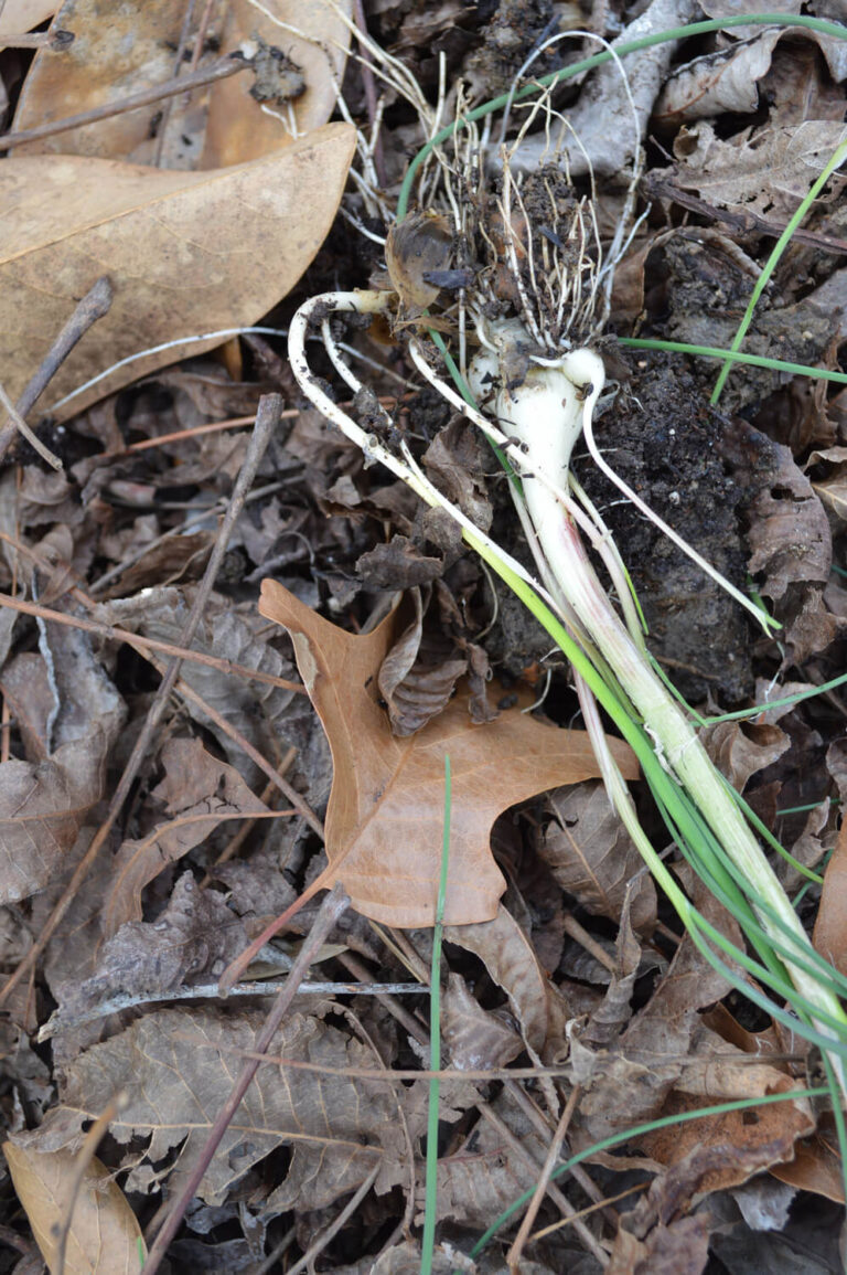 How to Identify Wild Garlic and Get Rid of It