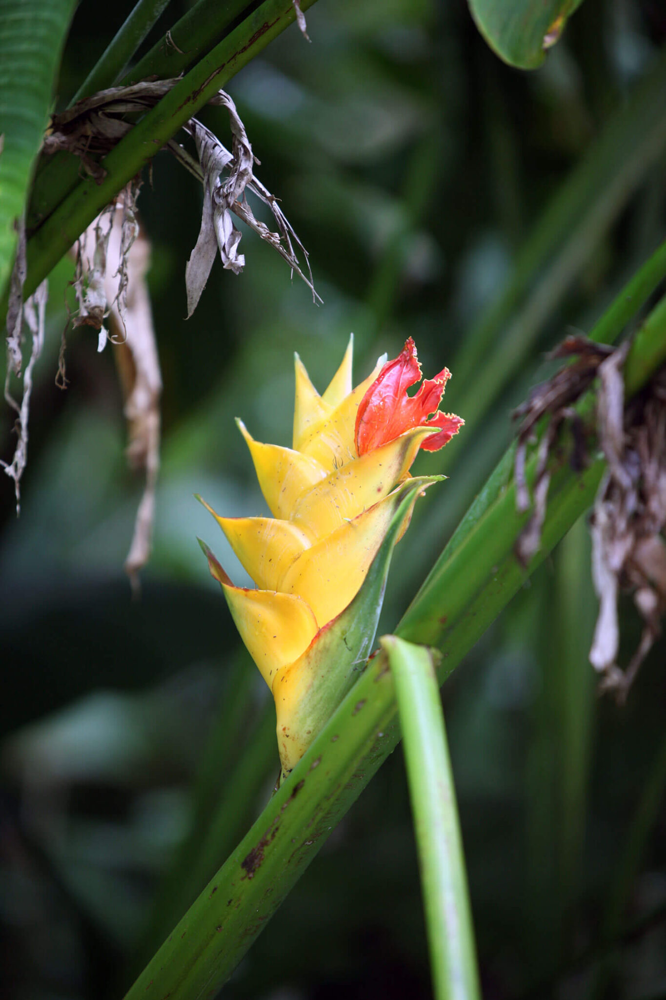 The Flowers of El Yunque