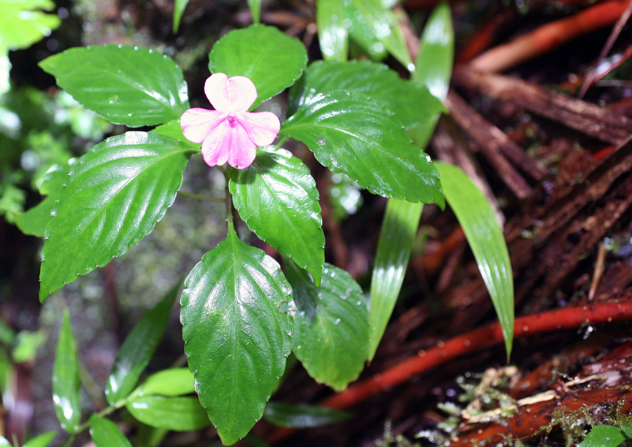 The Flowers of El Yunque