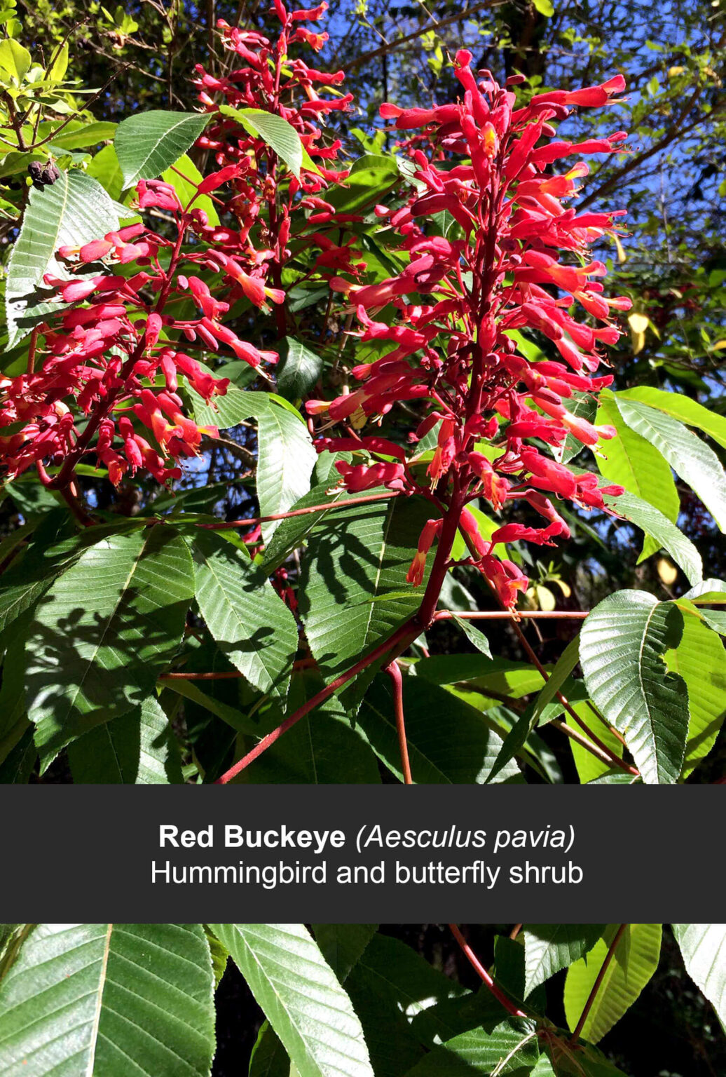 Red Buckeye Flowers For Butterflies, Bees, and Hummingbirds