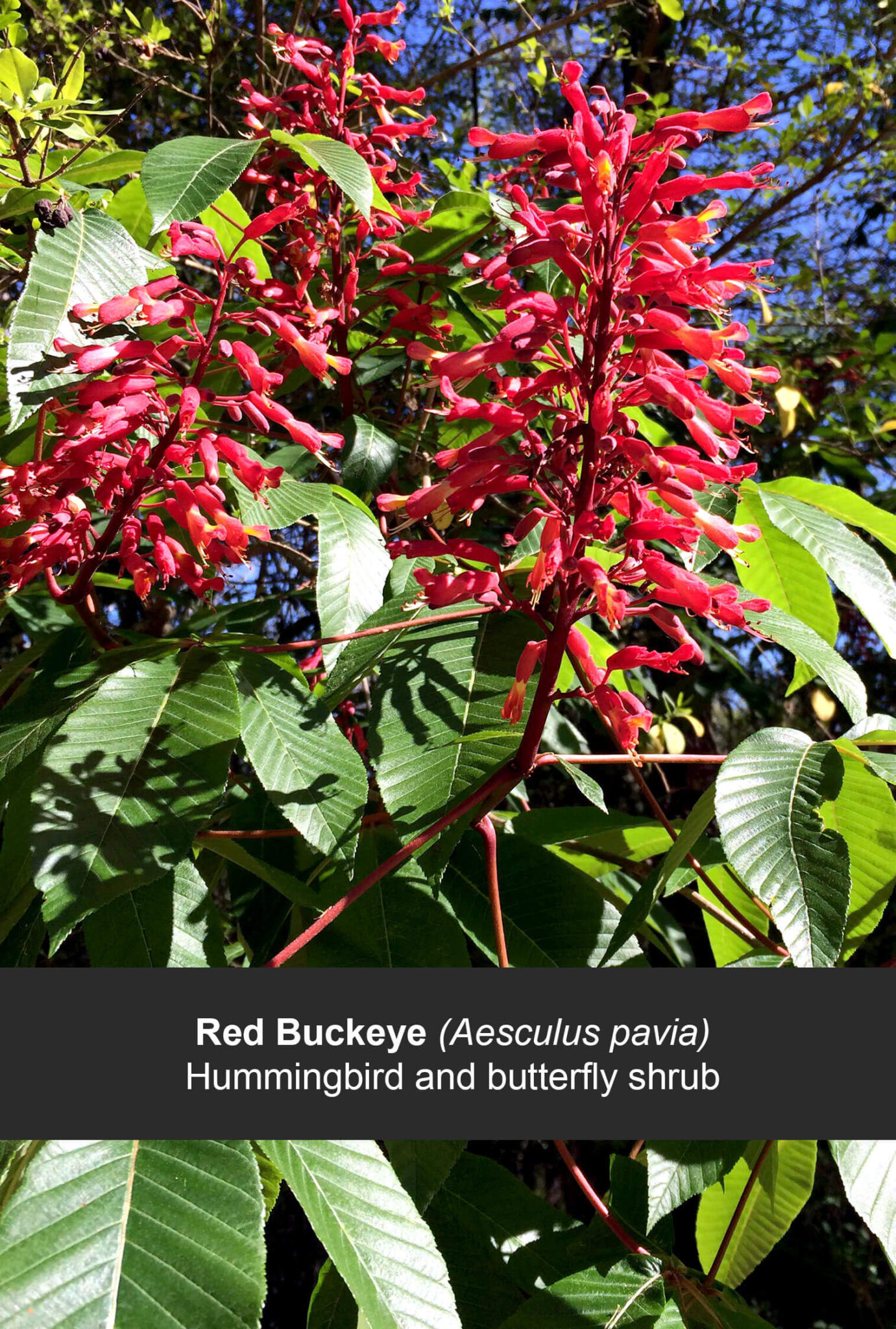Red Buckeye Flowers For Butterflies, Bees, and Hummingbirds