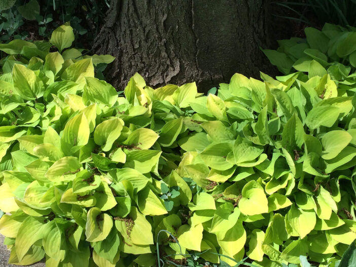 Landscape Solutions for the Base of Trees