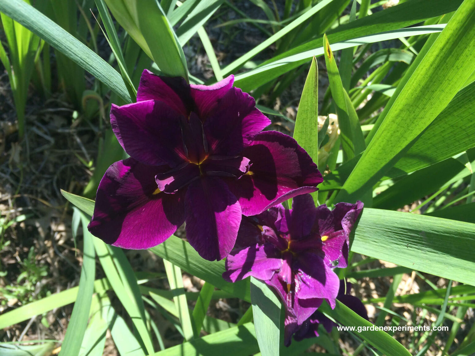 Louisiana Irises
