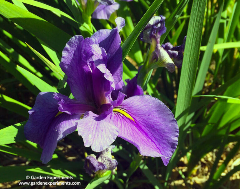 Louisiana Irises