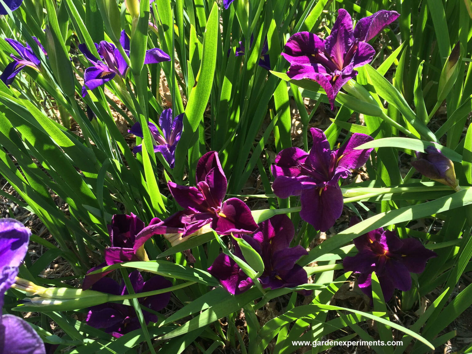 Louisiana Irises