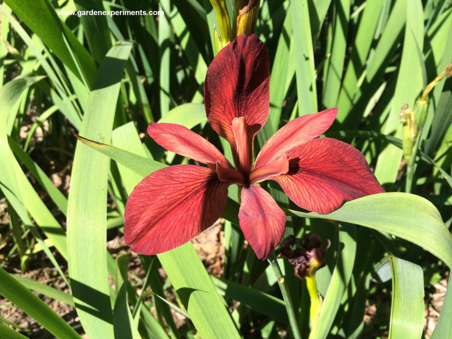 Copper Iris (Iris fulva) - A Native Plant for Wetlands and Wildlife