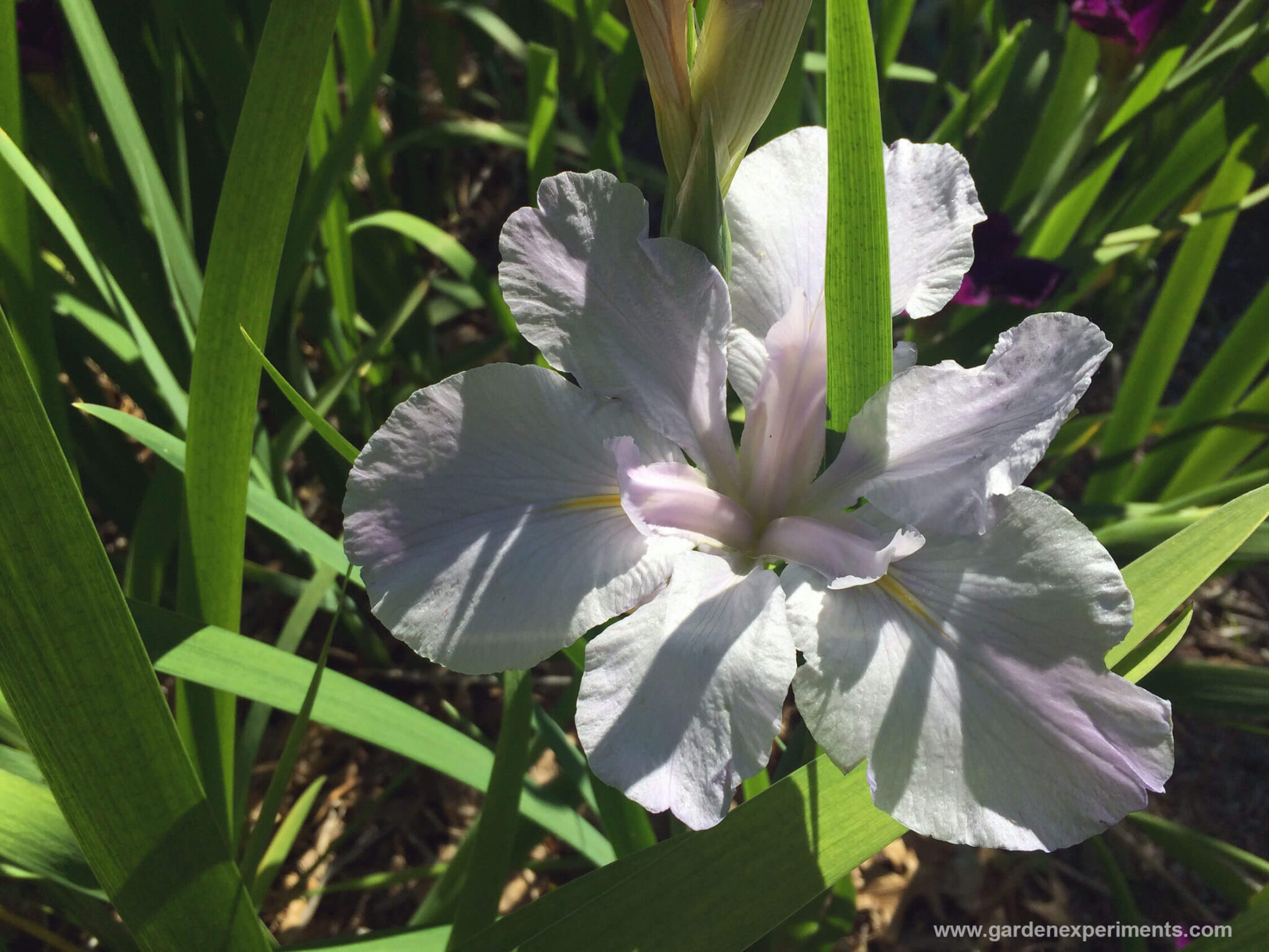 Louisiana Irises