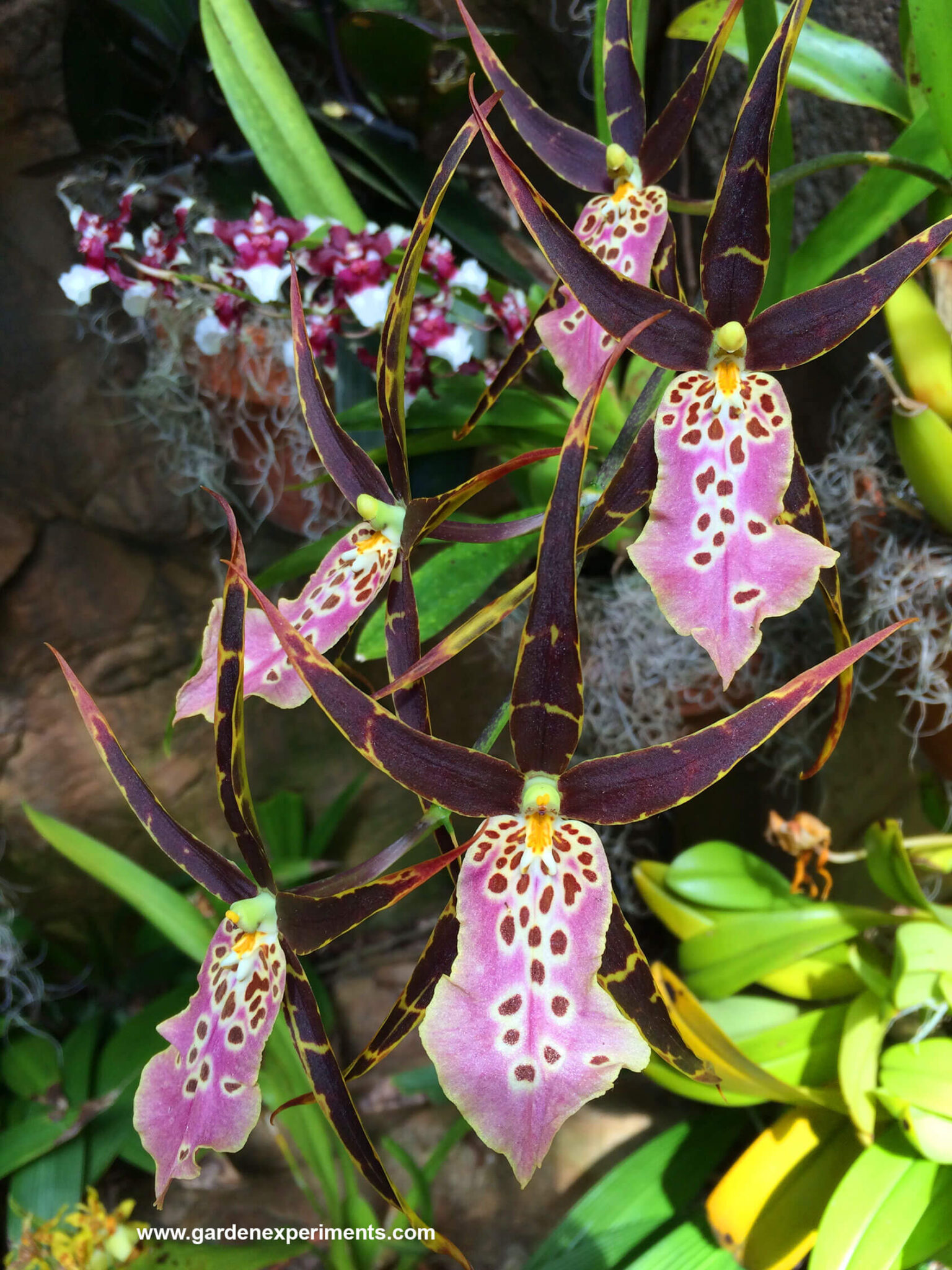Orchids at the Frederik Meijer Gardens - Grand Rapids, MI