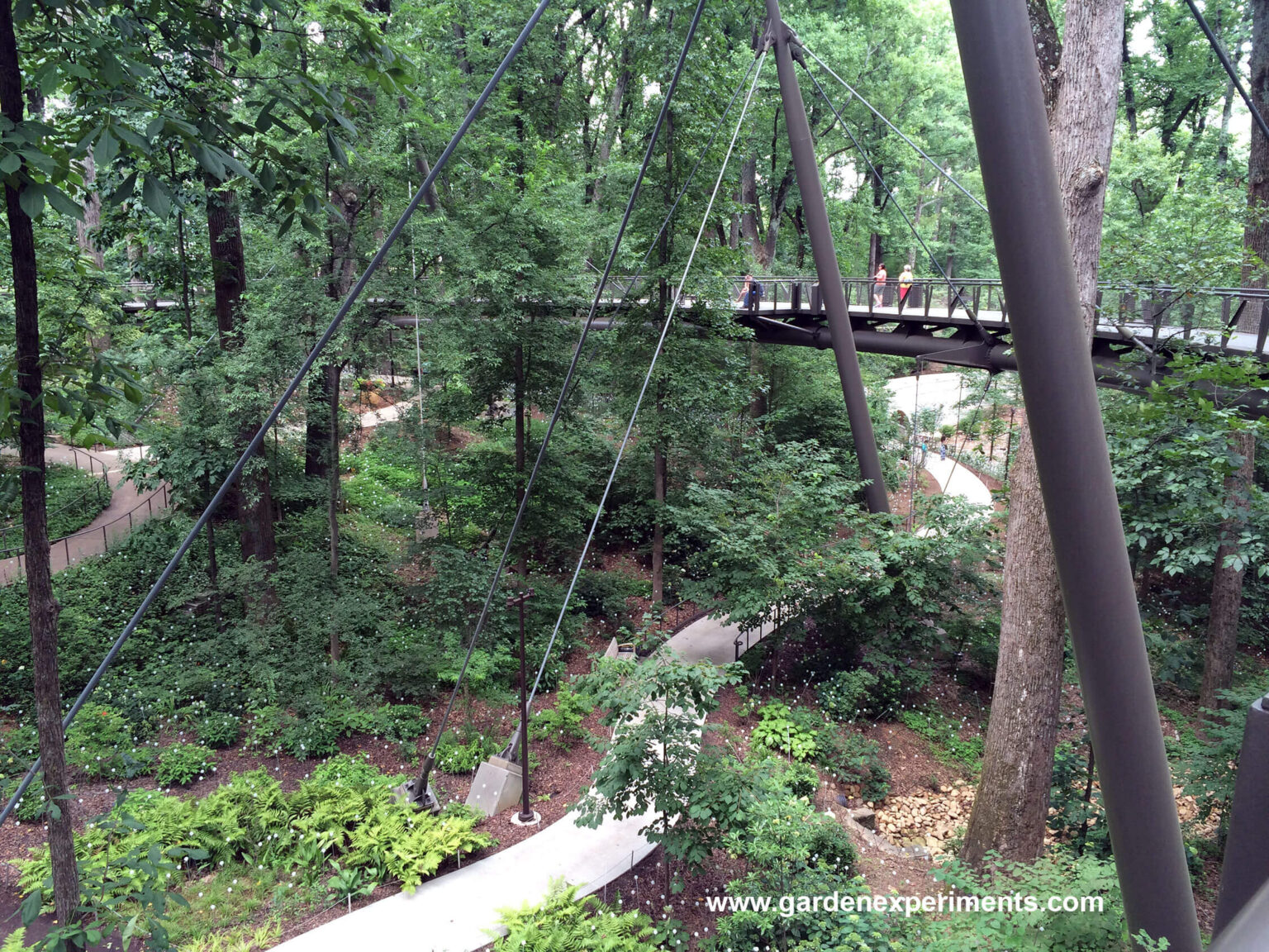 Kendeda Canopy Walk - Atlanta Botanical Garden