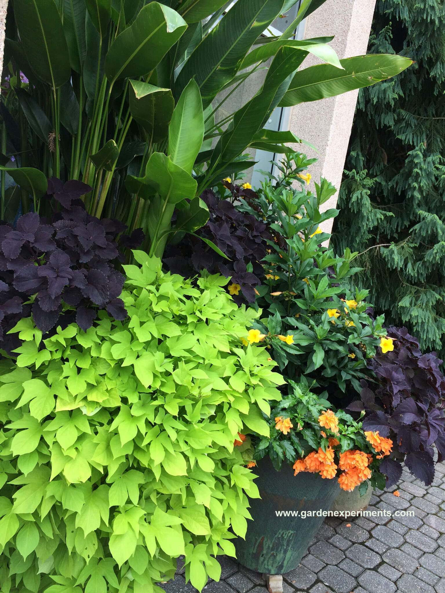 Great Color Combinations: Companion Plants to Pair with Sweet Potato Vine