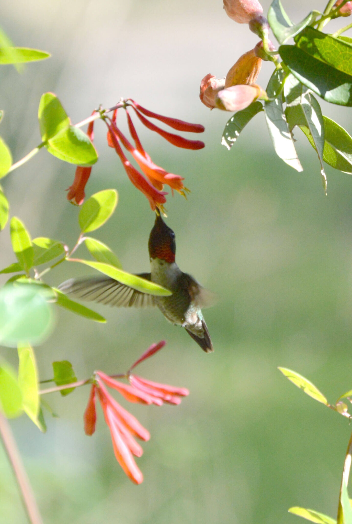Coral Honeysuckle (Lonicera sempervirens): Native Vine for Hummingbirds