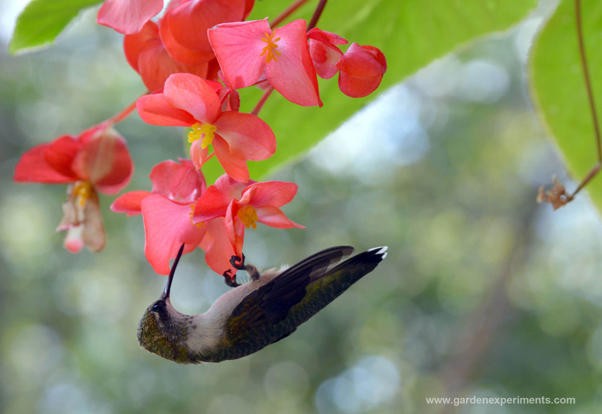 The Hummingbirds are Coming! Fall Migration of Ruby-Throated Hummingbirds