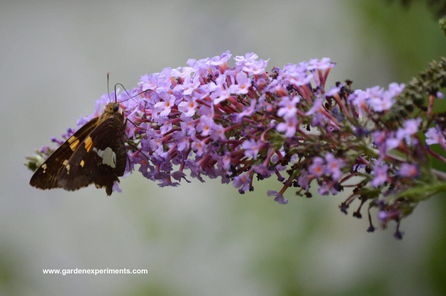 Butterfly Bush - Buddleia spp. (Buddleja)