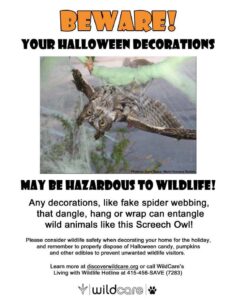 Keep Wildlife Safe This Halloween: The Dangers of Fake Spider Web ...