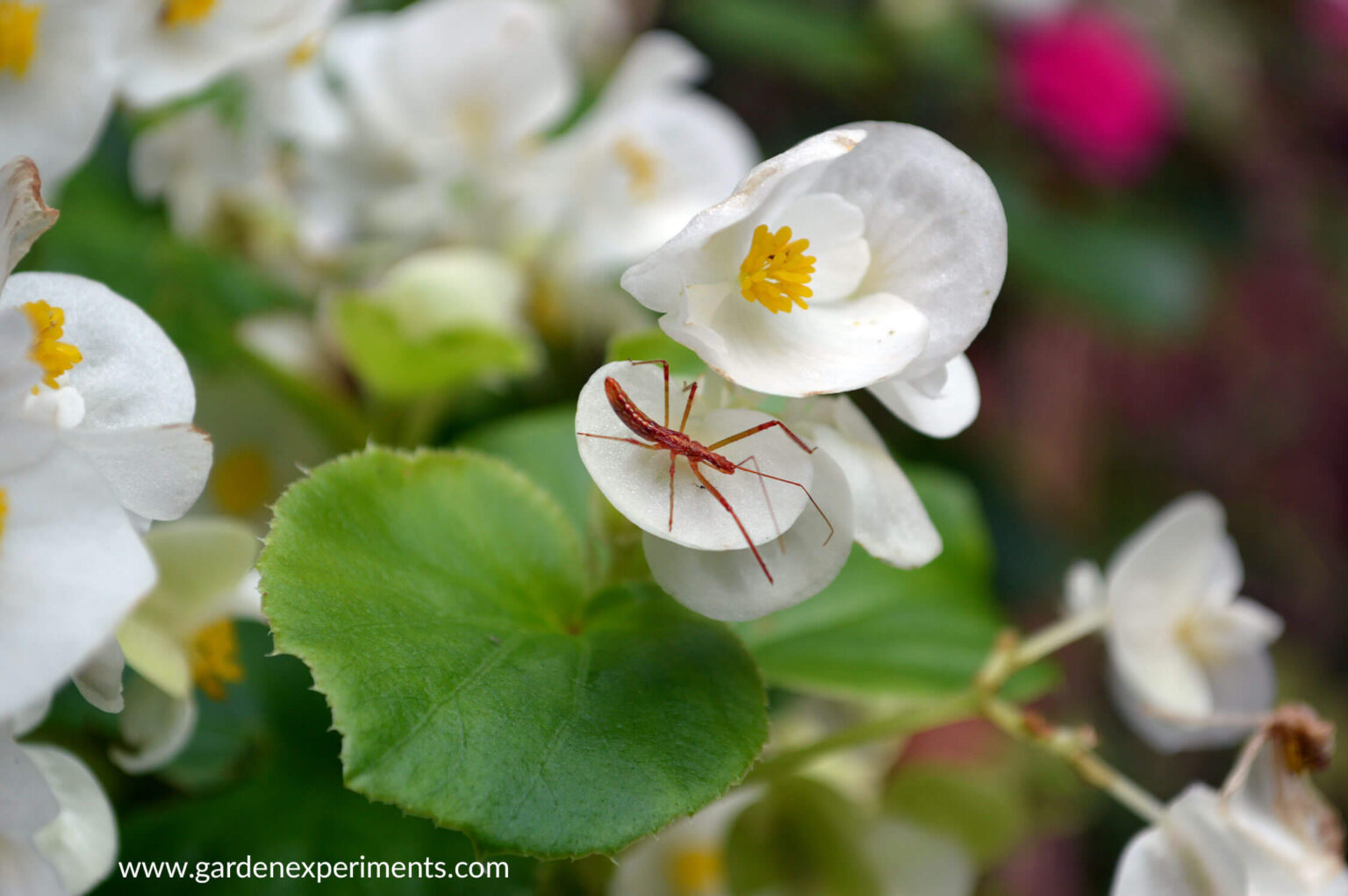 How The Assassin Bug Is Good for Your Garden
