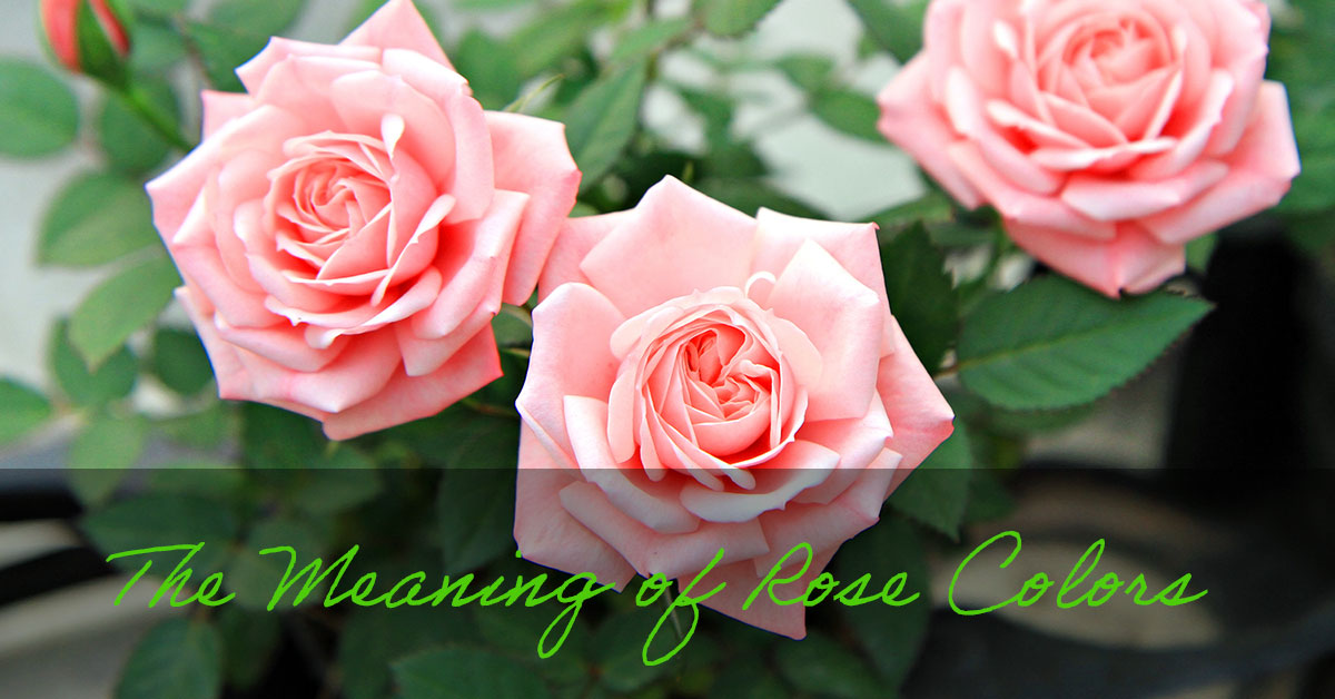 Rose Color Meaning Chart Rose Color Meanings | Petal Talk