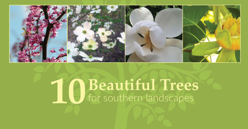 Trees for Your Southern Landscape: A Walk through the Forest in Your ...