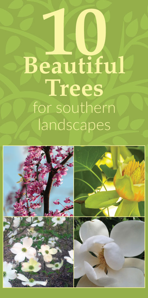 Trees for Your Southern Landscape: A Walk through the Forest in Your ...