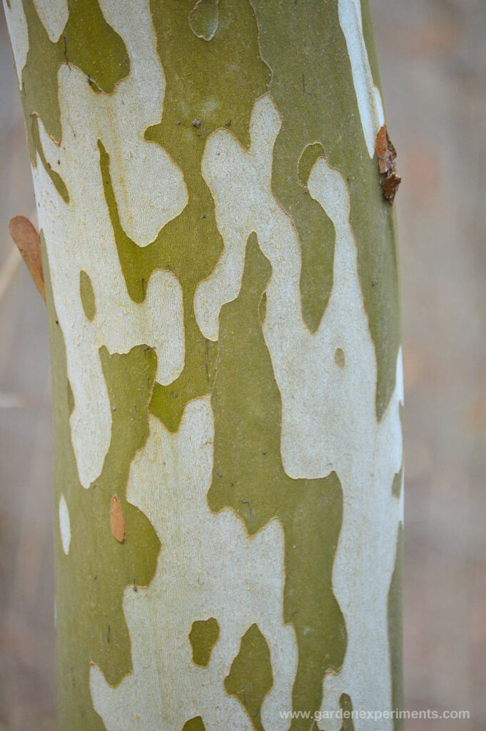 Trees for Your Southern Landscape: A Walk through the Forest in Your ...