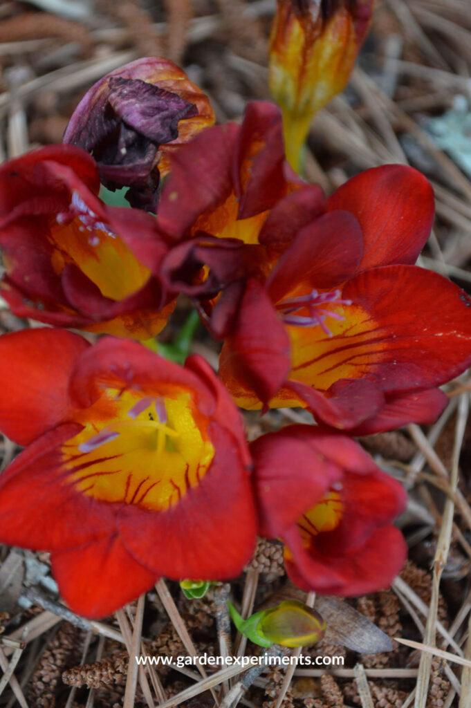 Freesia - Early Spring Blooms