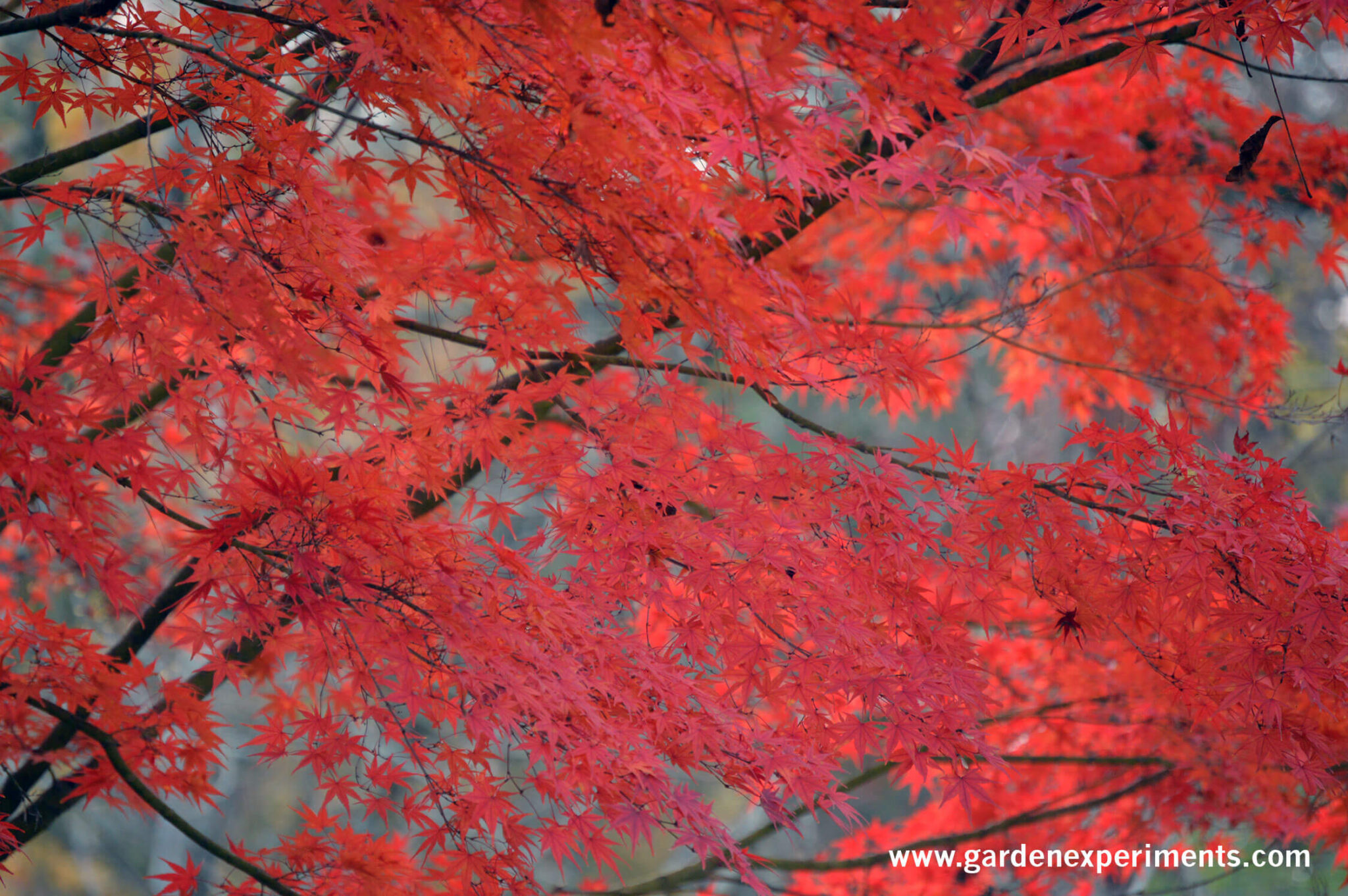 Trees for Your Southern Landscape: A Walk through the Forest in Your ...
