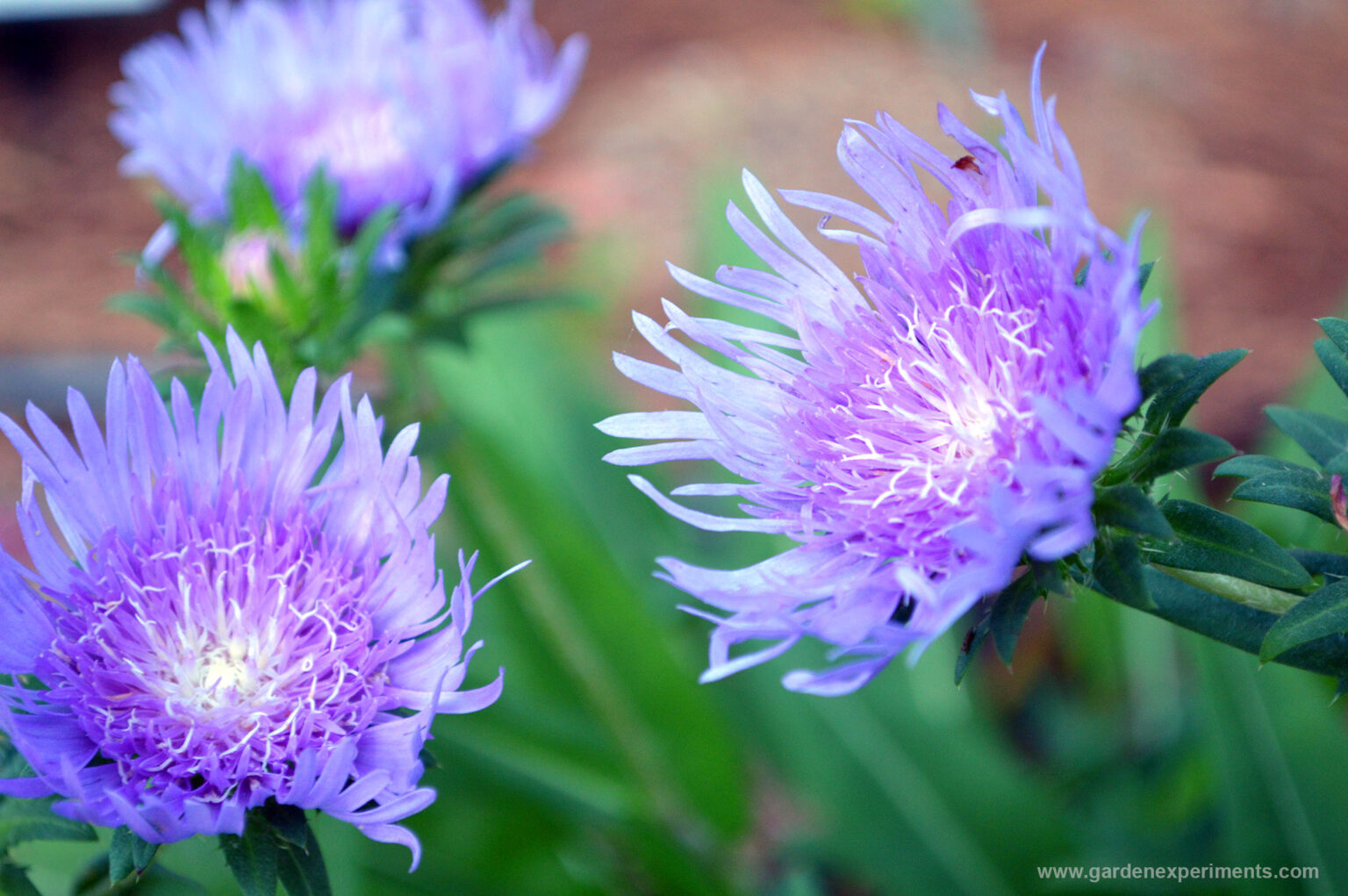 Stokes Aster - Native Plant With Beautiful Blue Flowers